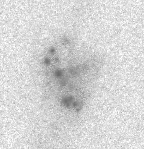 Autoradiographs of radioactive dandelion and horsetail from Fukushima ...